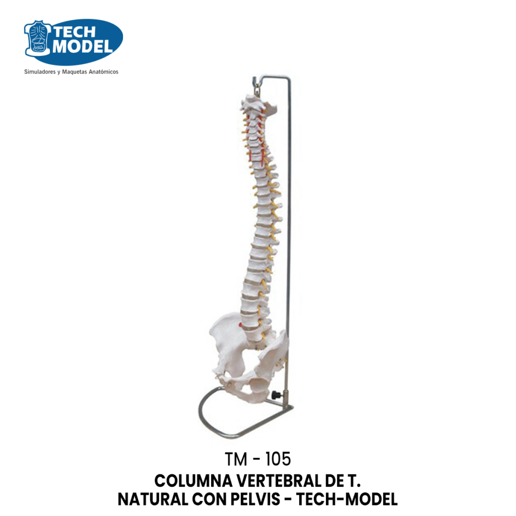 TM-105 Life-Size Vertebral Column with Pelvis – Tech model