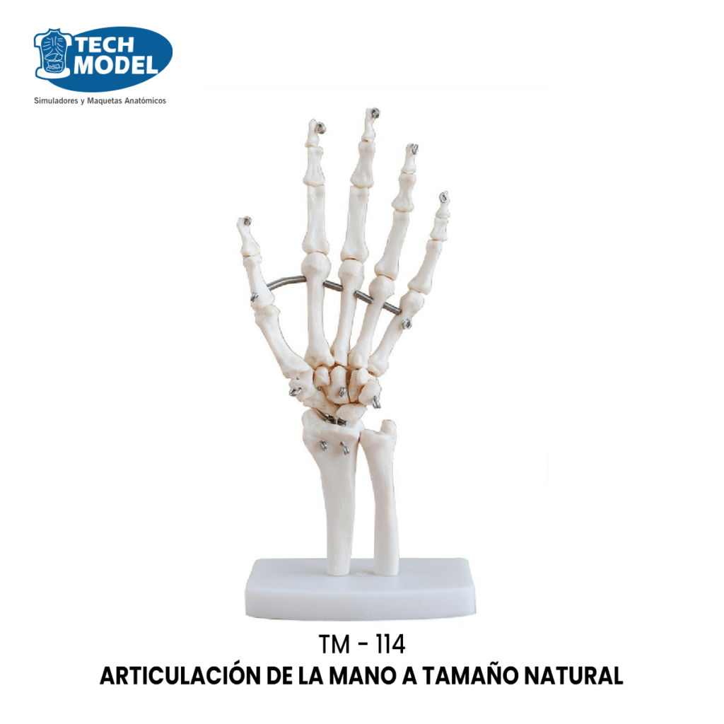 TM-114 Life-Size Hand Joint – Tech model