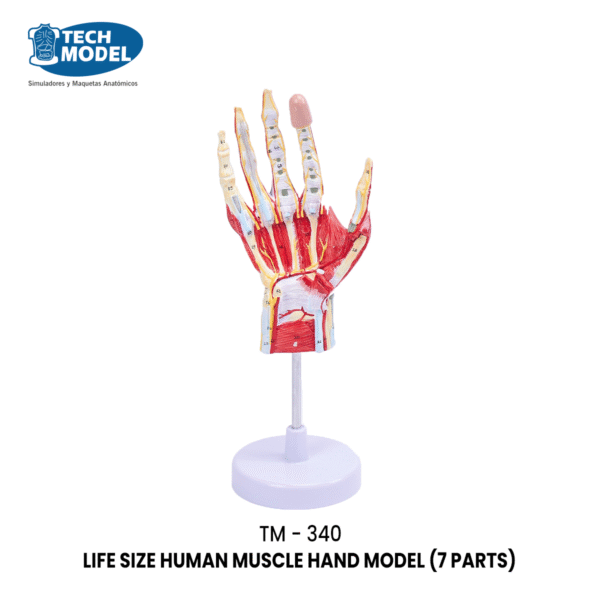 TM-340 LIFE SIZE HUMAN MUSCLE HAND MODEL (7 PARTS) – Tech model