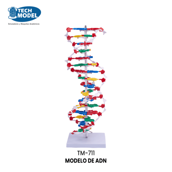 TM-711 DNA MODEL – Tech model